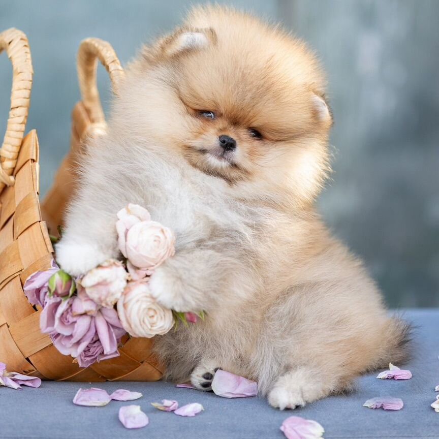 Померанский шпиц, щенок