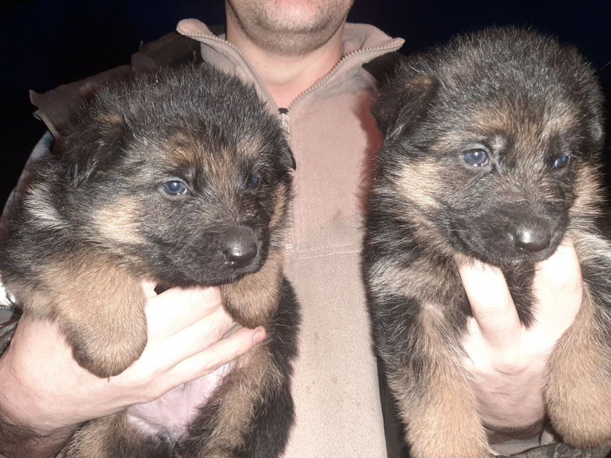Щенки немецкой овчарки от шикарных родителей