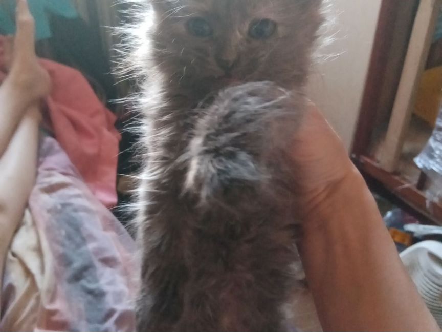 Котёнок