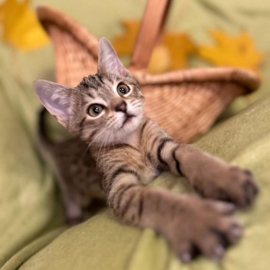 Домашний тигренок