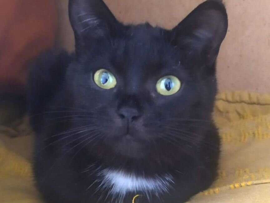 Кошка