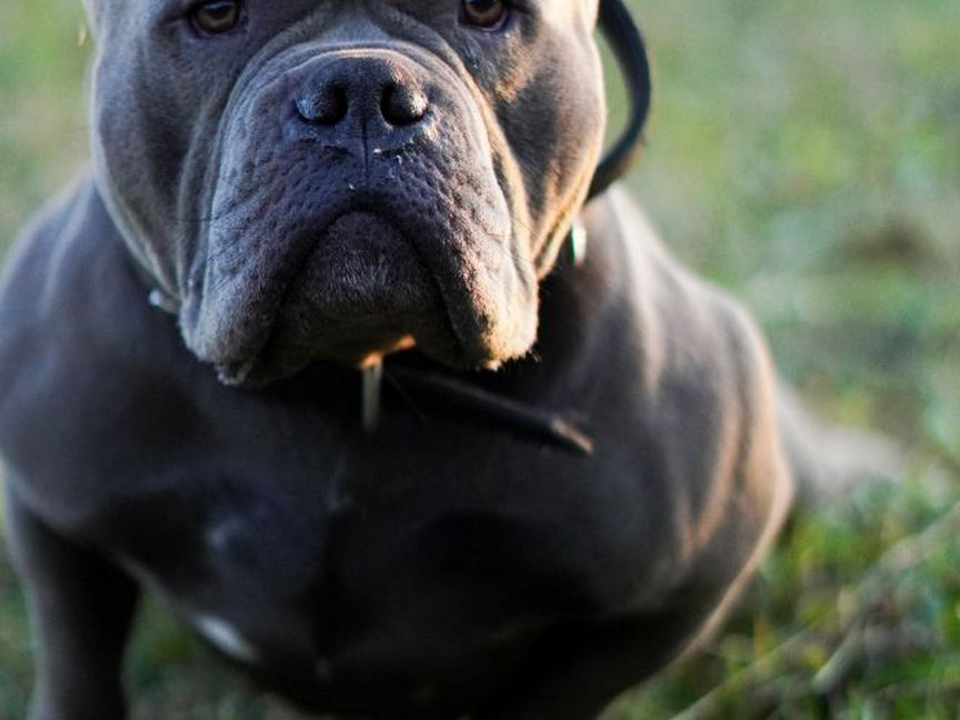 Американский булли вязка