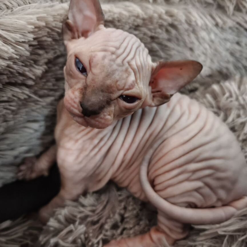 Канадский сфинкс котёнок