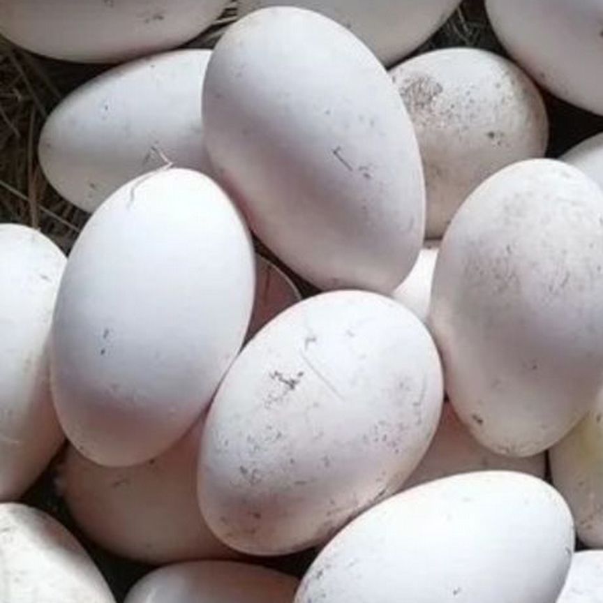 Инкубационное яйцо гусей