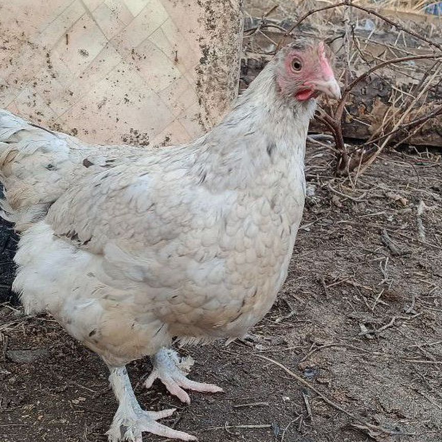 Куры маран окрас сплэшь