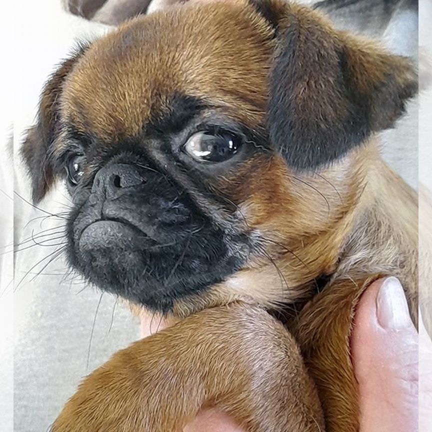 Брюссельский гриффон, щенок