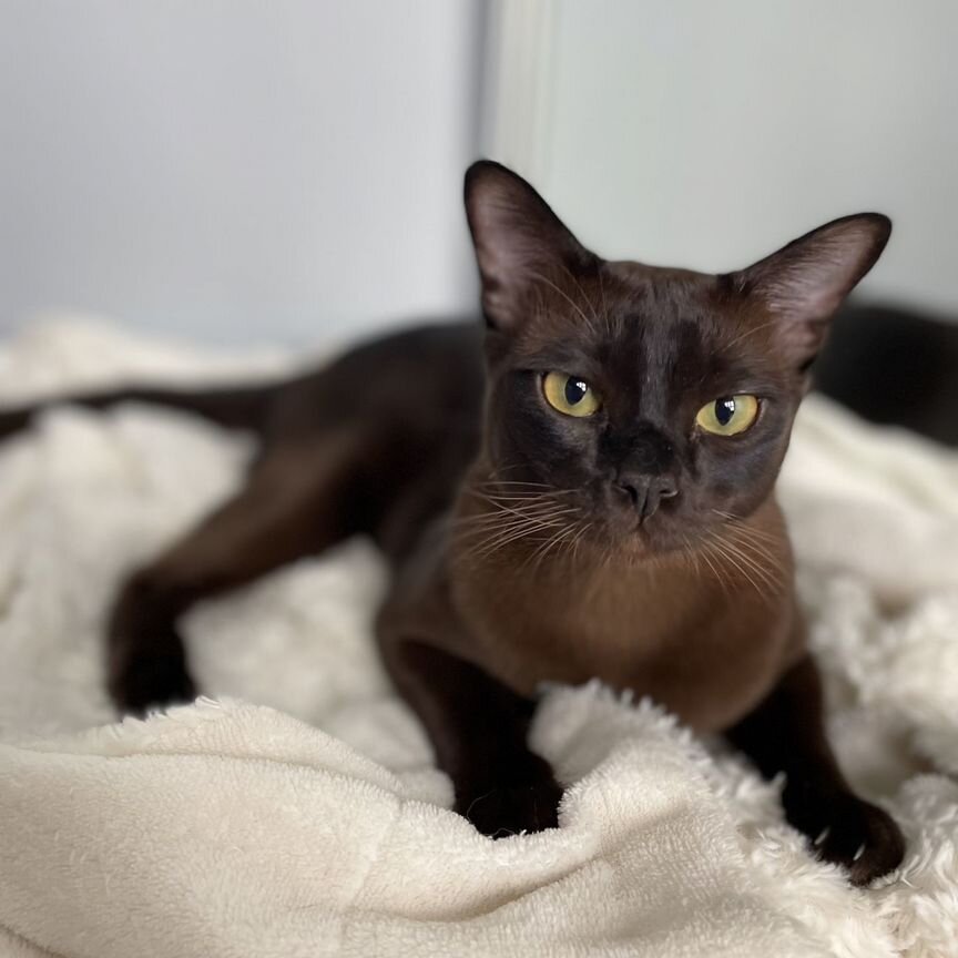 Бурманский котик