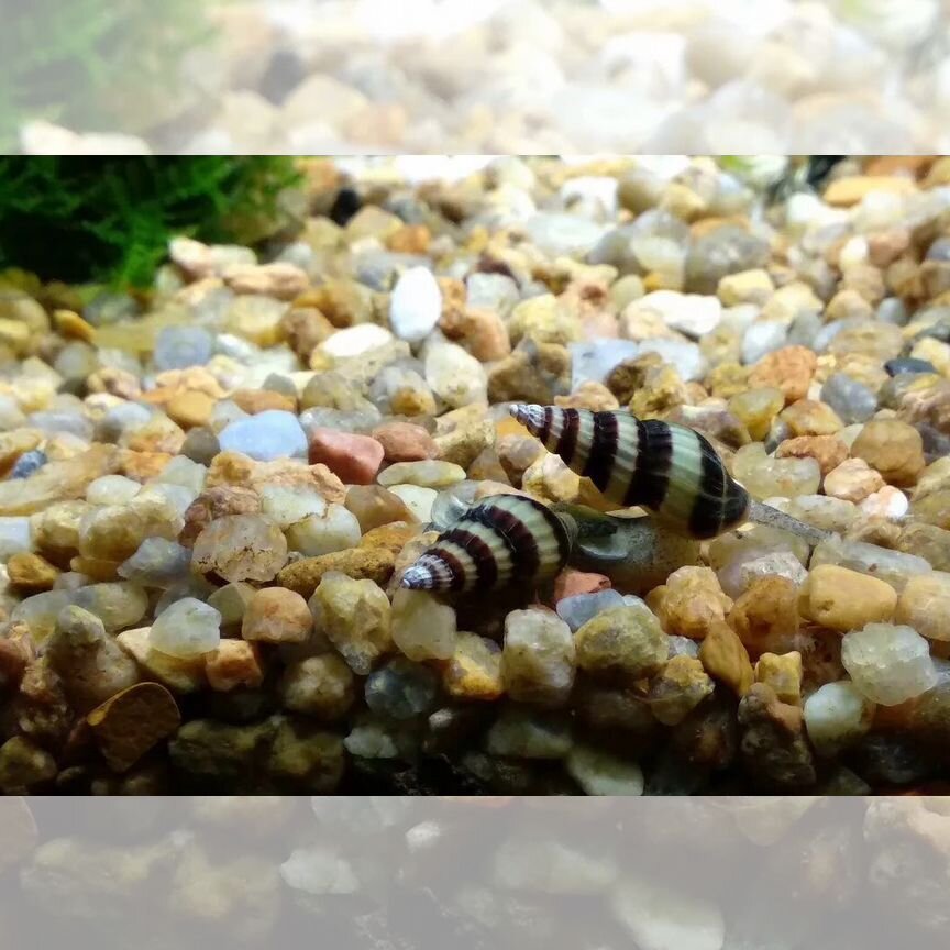 Улитка хелена