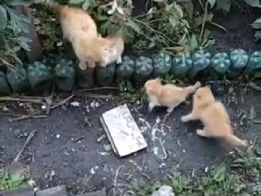 Кошки в добрые руки бесплатно