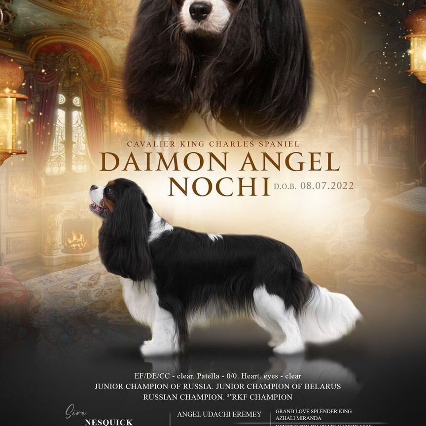 Вязка кавалер кинг чарльз спаниель