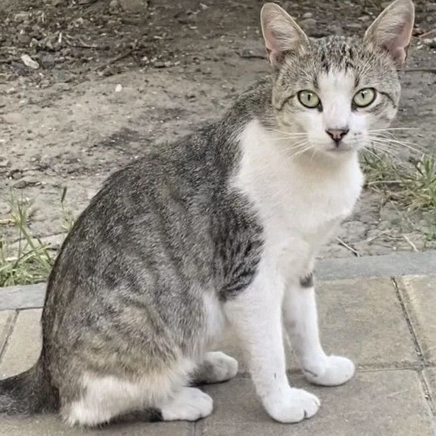 Котик с чел глазами мерзнет и плачет