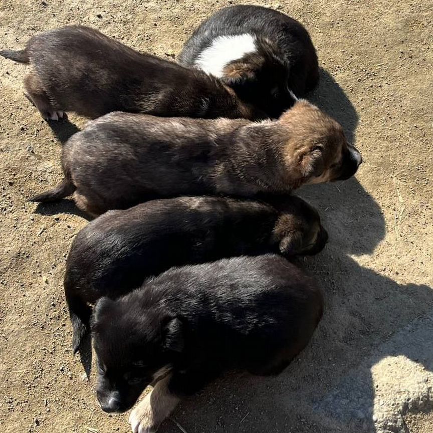 Щенок в добрые руки