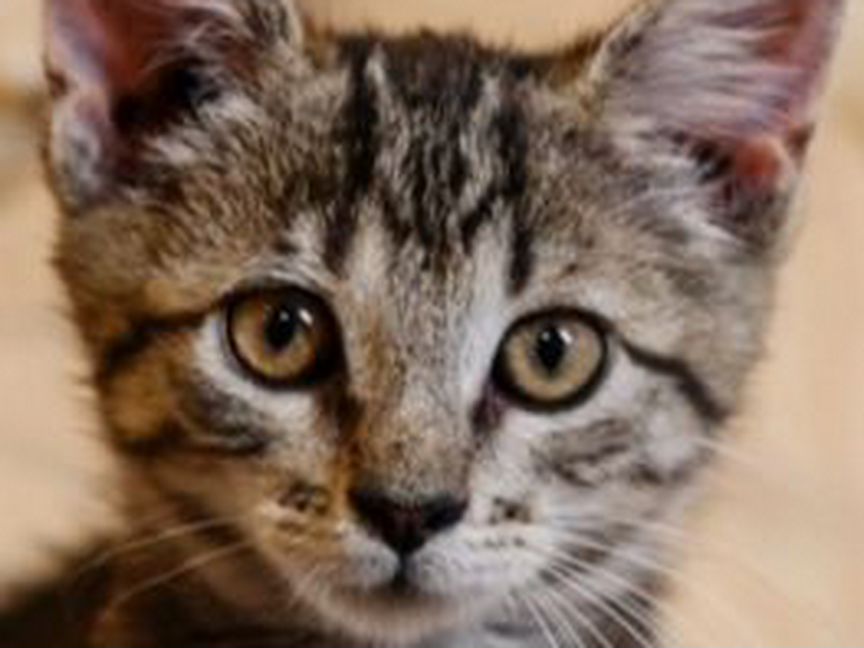 Кошечка шпротик