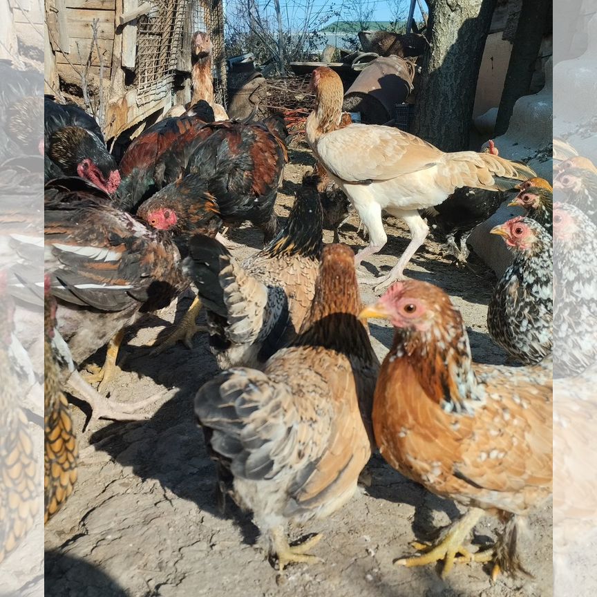 Куры и петушки