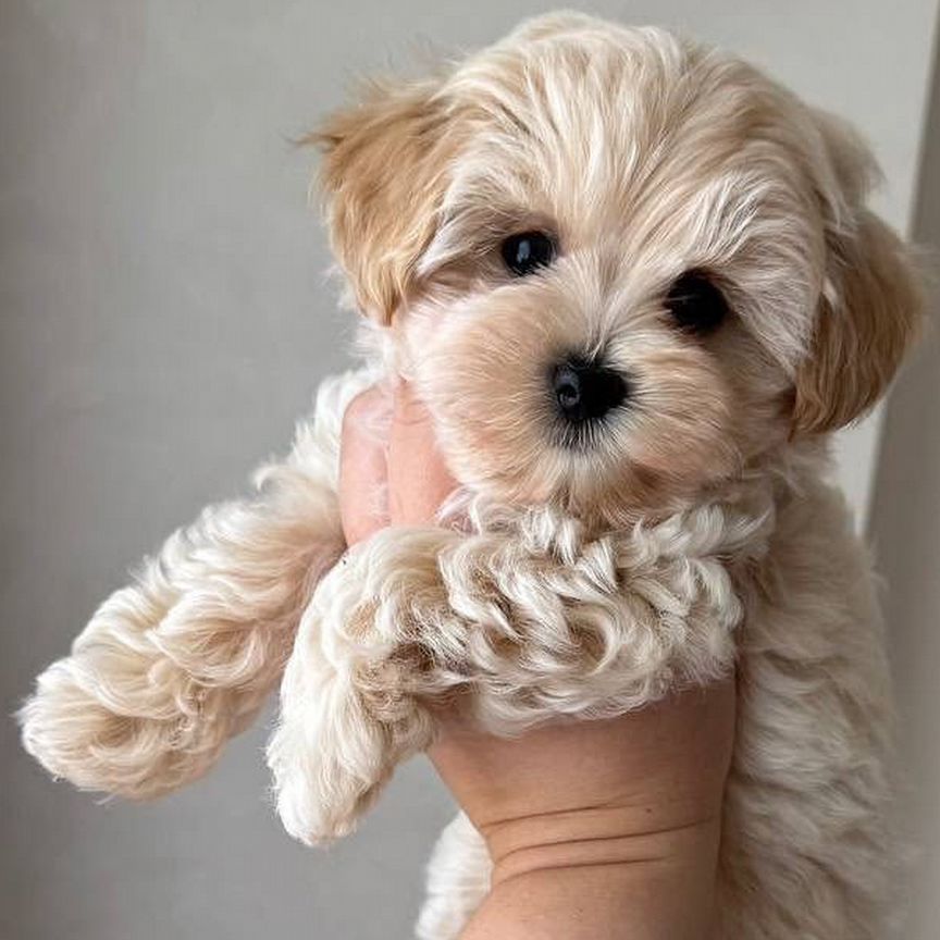 Мальтипу, щенок