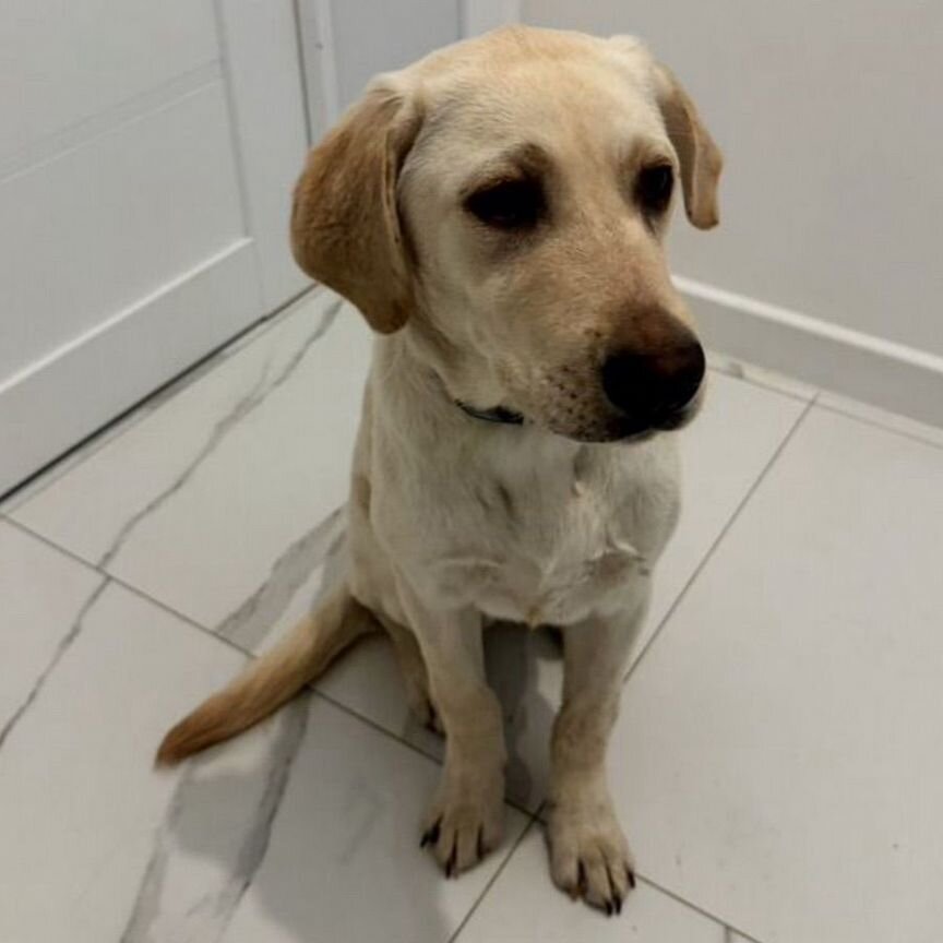 Лабрадор-ретривер, щенок