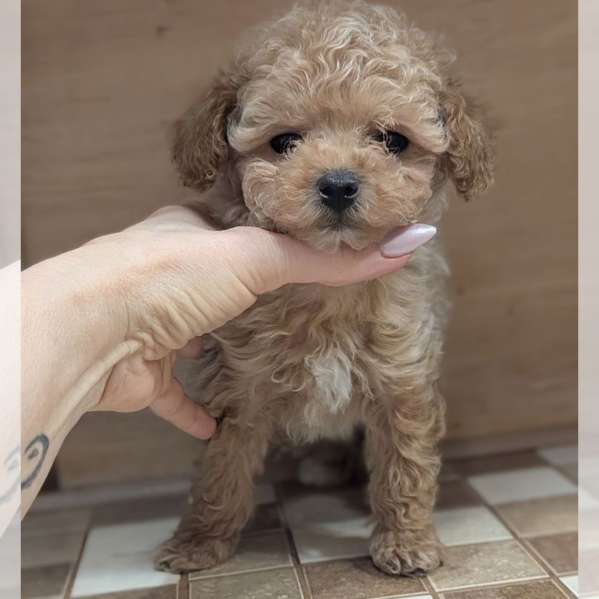 Мальтипу, щенок