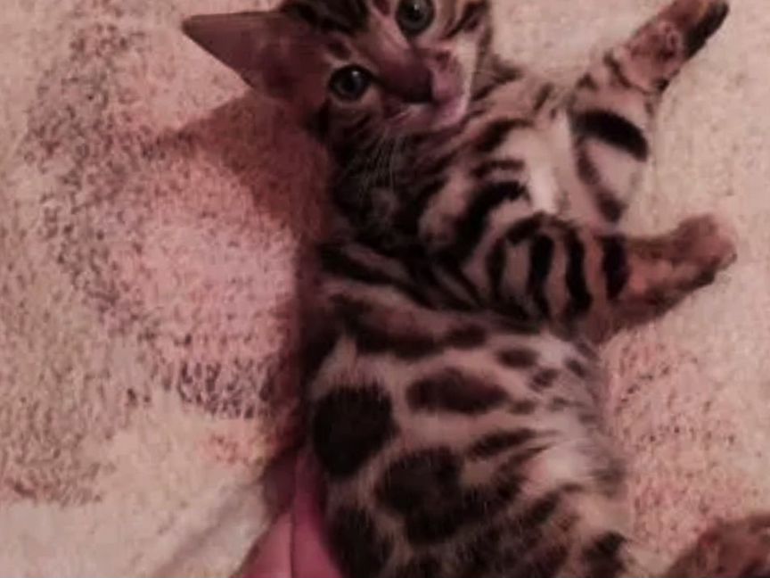 Котята бенгальские яркие крупная розетка
