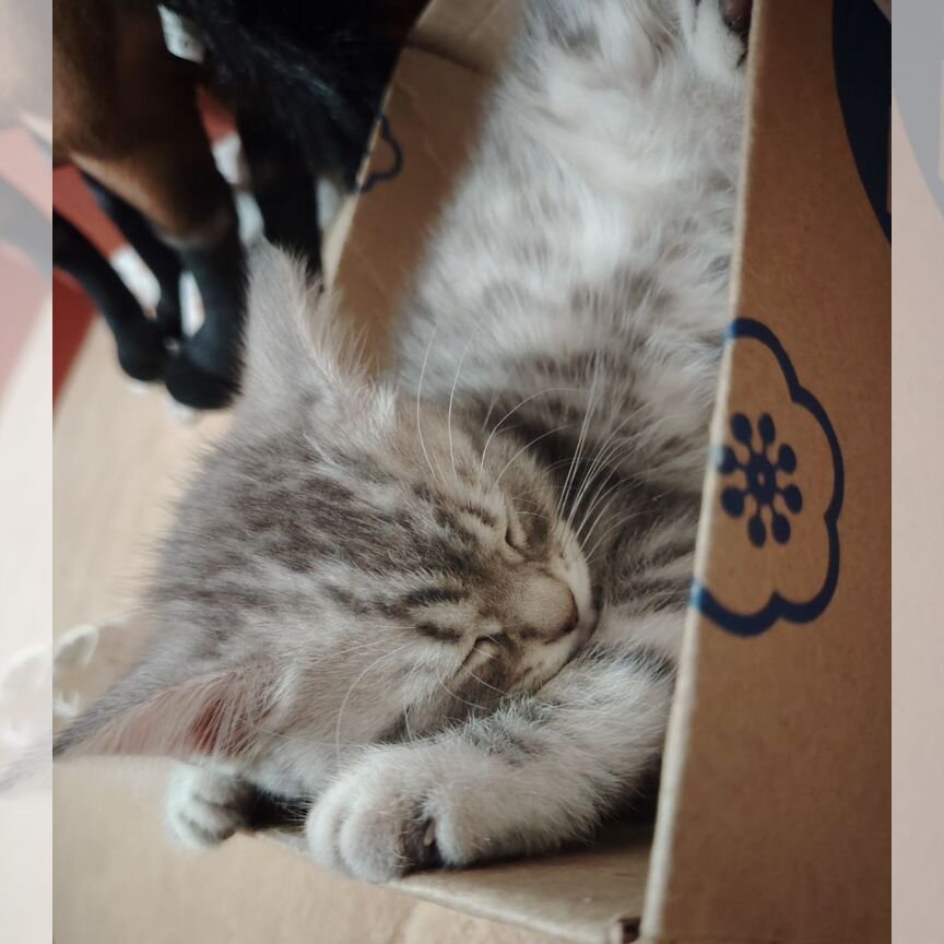 Шотландский прямоухий короткошёрстный котёнок