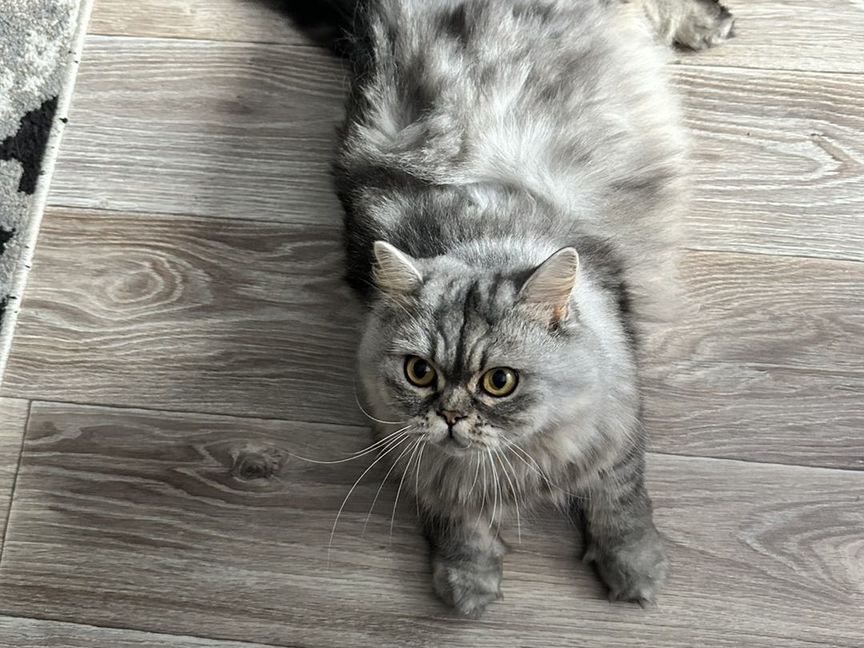 Шотландские