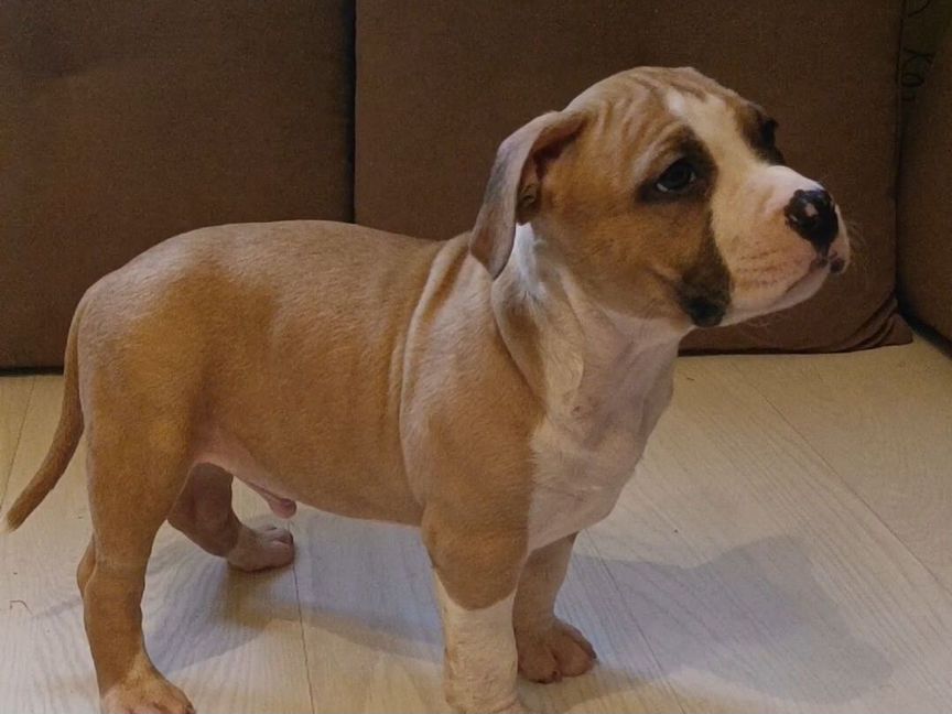 Стаффордширский терьер щенки