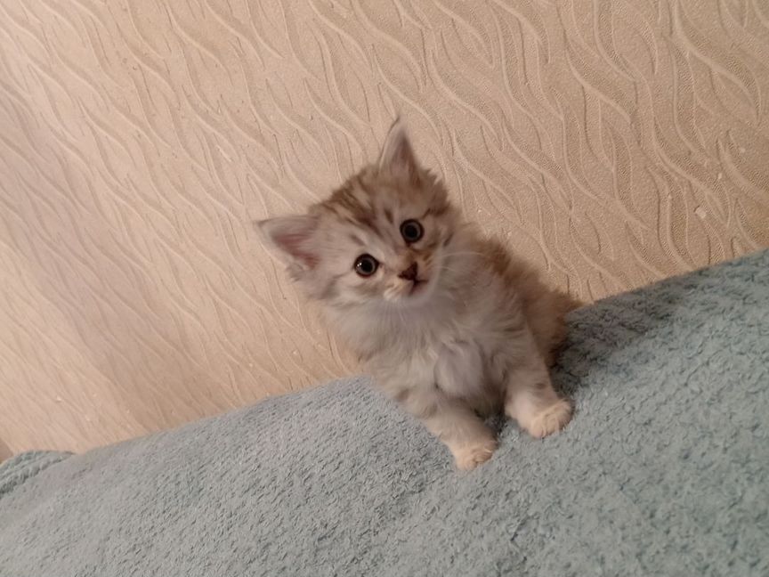 Котята в добрые руки бесплатно