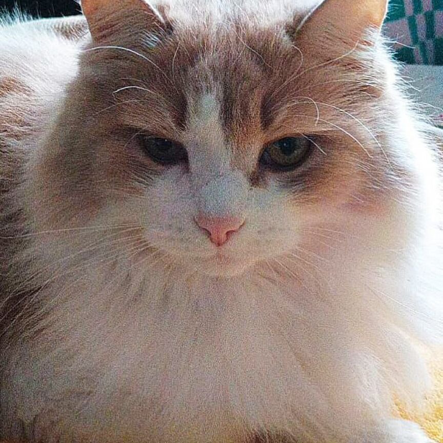 Кот ищет дом