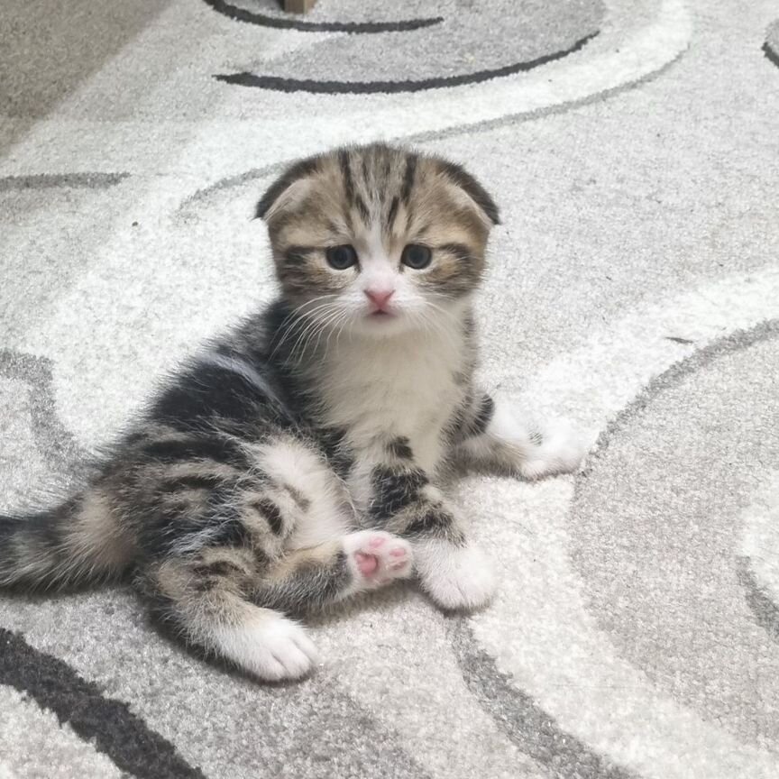 Шотландская вислоухая