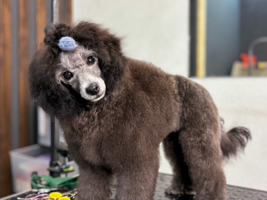 Той-пудель вязка серый