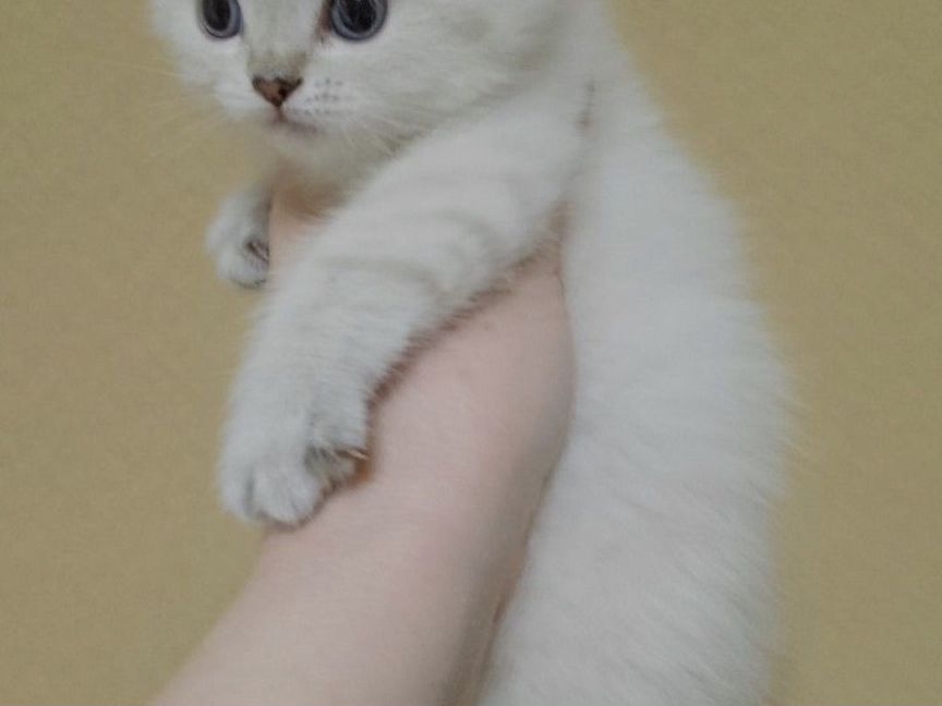 Золотая линкс поинт