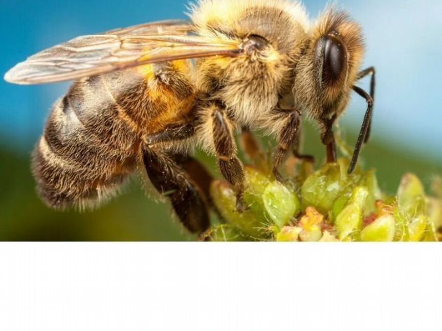 Товары для пчеловода