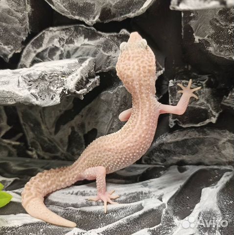 Эублефар с комплектом