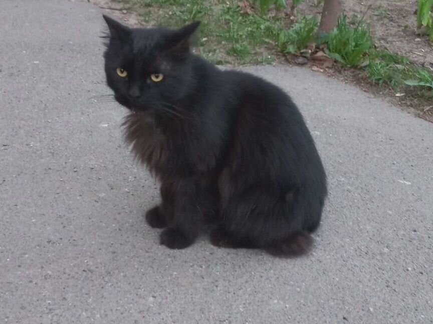 Кота выкинули.Нужен дом или передержка