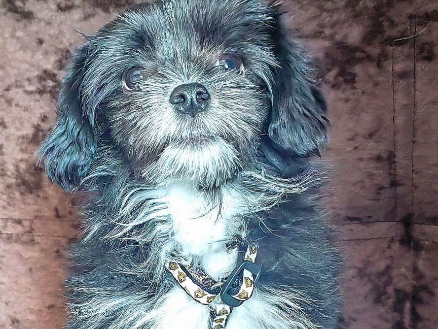 Маленькая собака