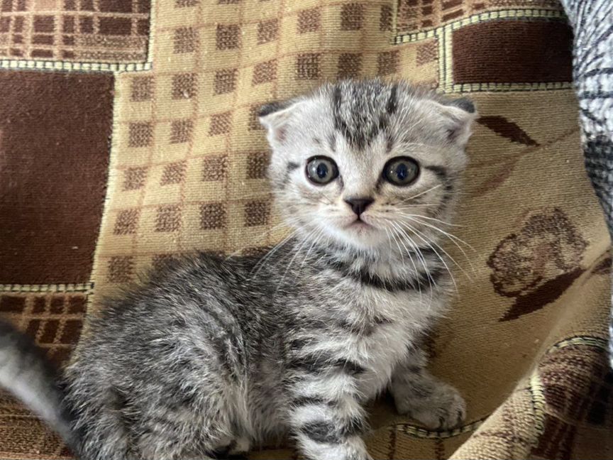 Шотландские вислоухие котята