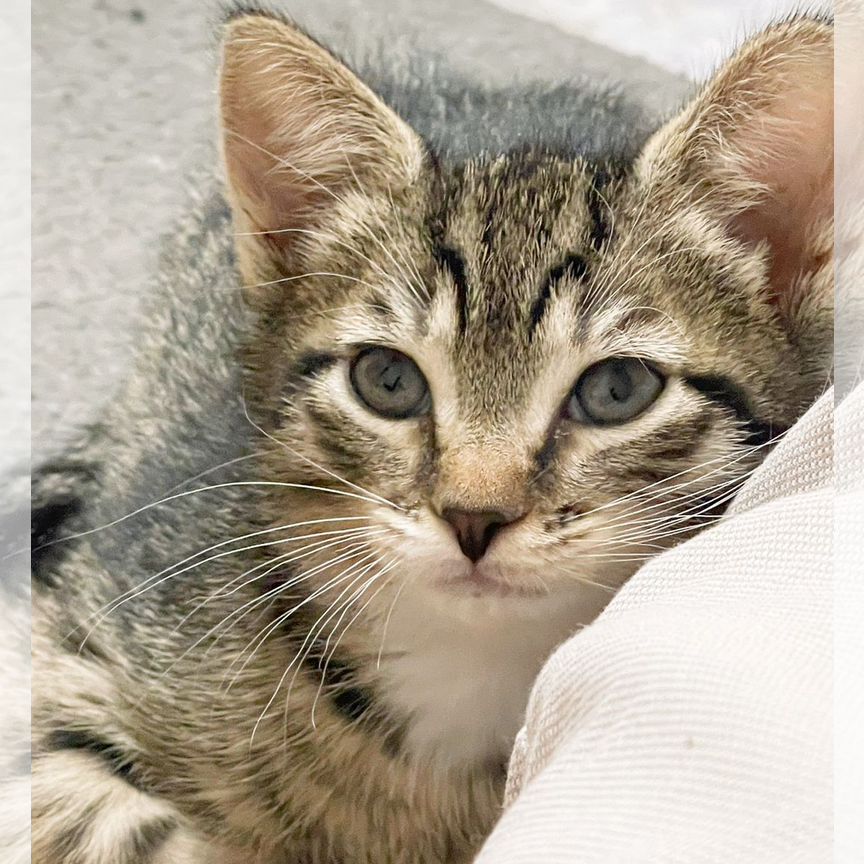 Котята бесплатно