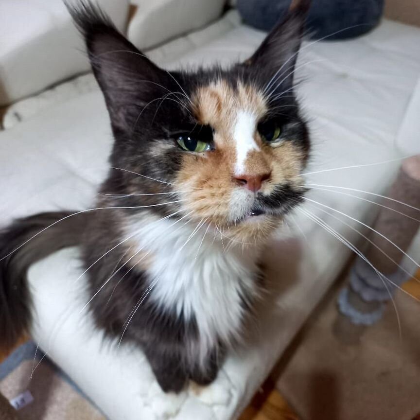 Мисс длинные усы Мейнкун