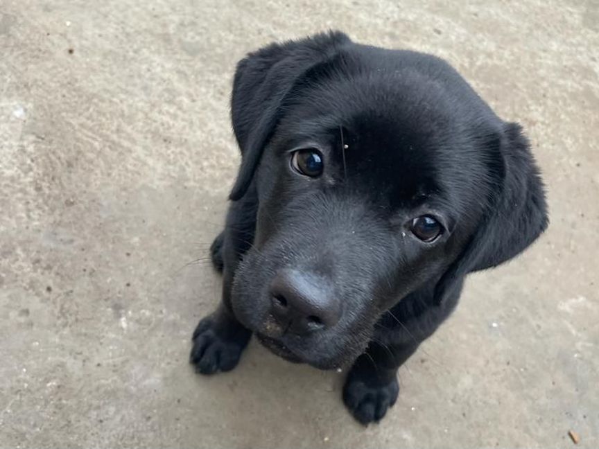 Щинки Лабрадора