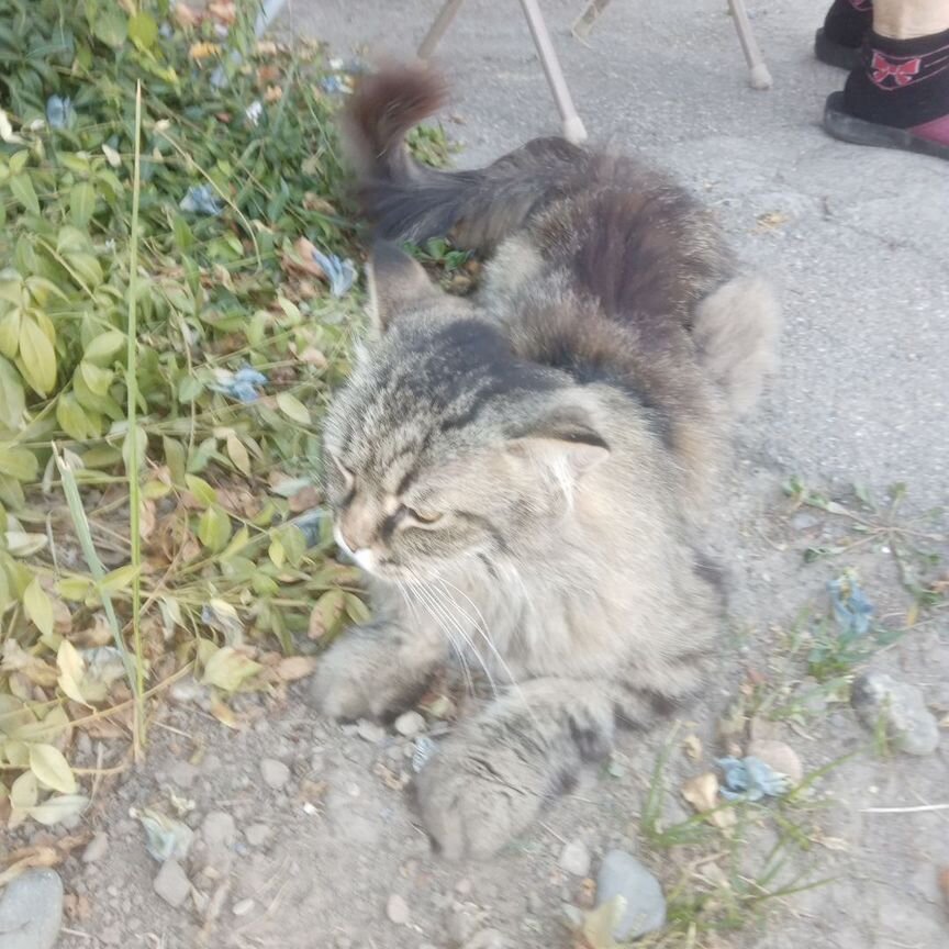 Молодой, добрый, ласковый котик Кузя