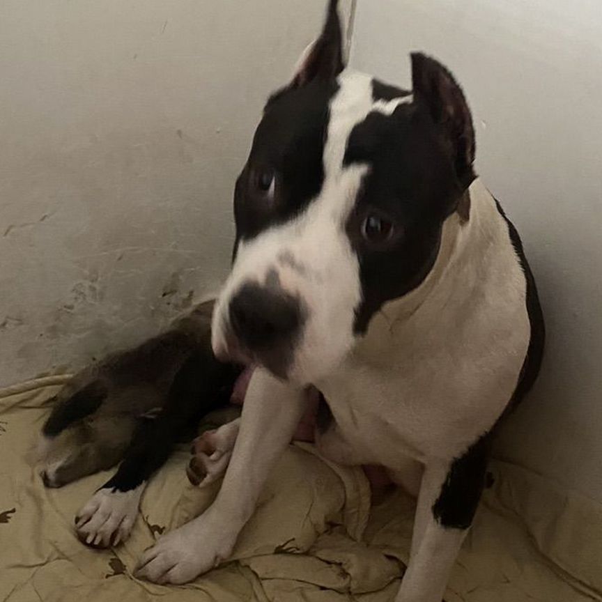 Американский стаффордширский терьер, щенок