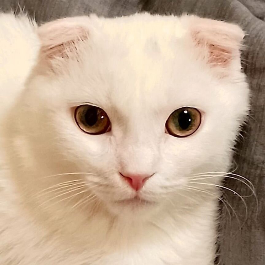 Белый вислоухий котенок в добрые руки