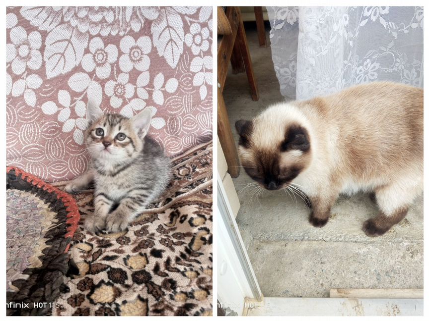 Котята в добрые руки бесплатно