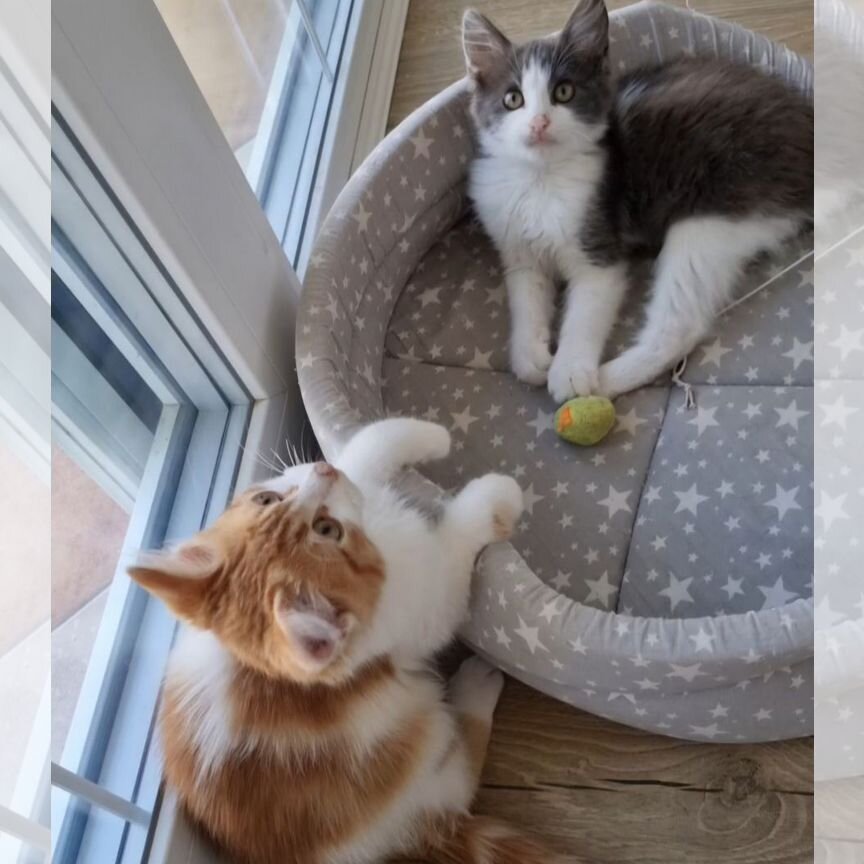 Котёнок в добрые руки