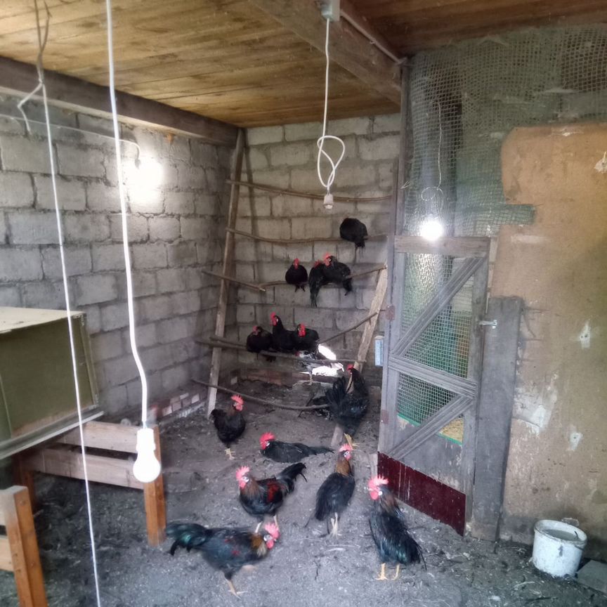 Черные петухи