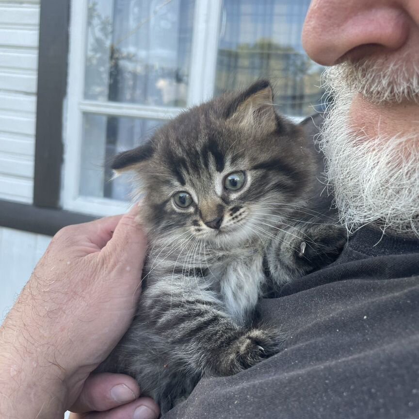 Породистые котята в добрые руки