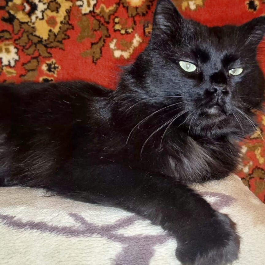 Кот ищет дом