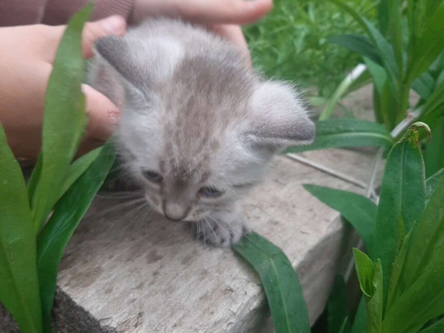 Кошка в дар бесплатно