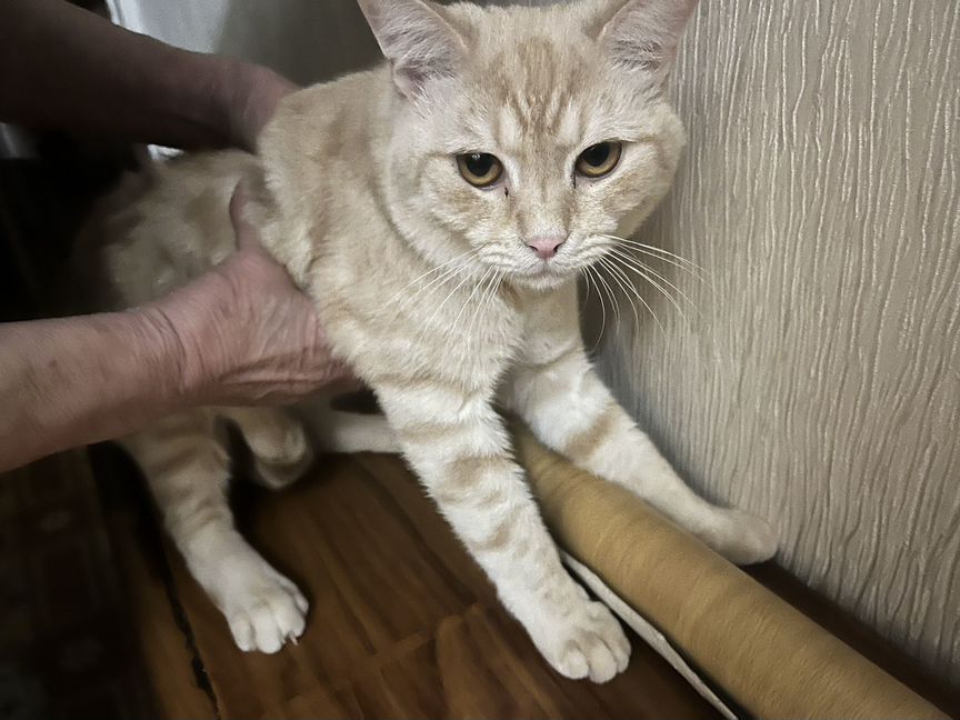 Ласковый котик