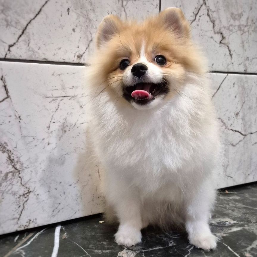 Померанский шпиц мини мишка мальчик