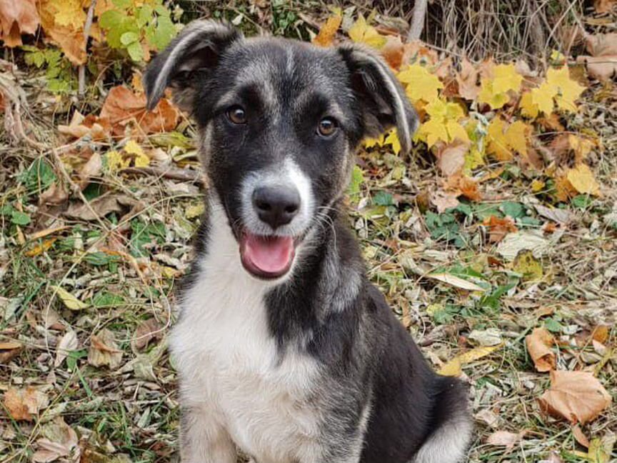 Щеночек симпатяжка